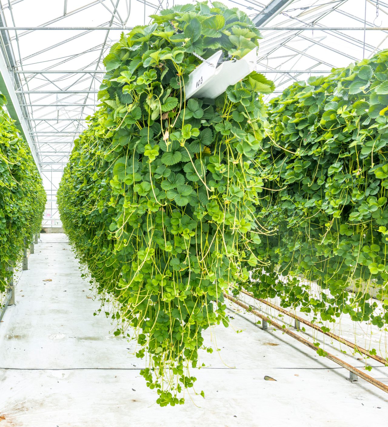 Rapo | Quality plants